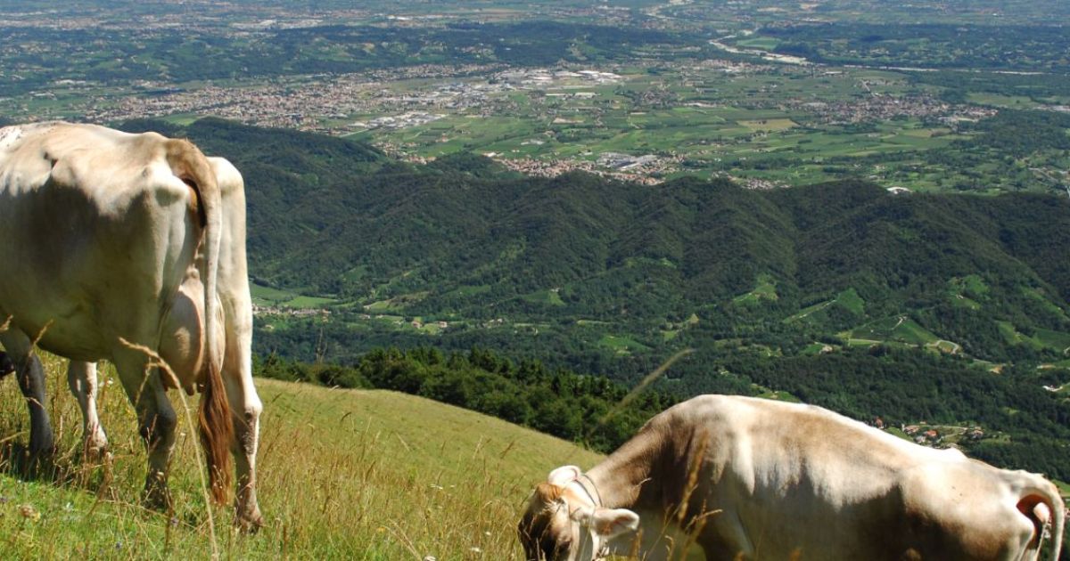 Comune di Miane - Vivere Miane