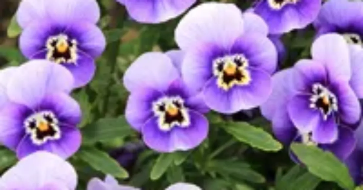 Comune di Miane - 25 APRILE 2024 - MIANE IN FIORE